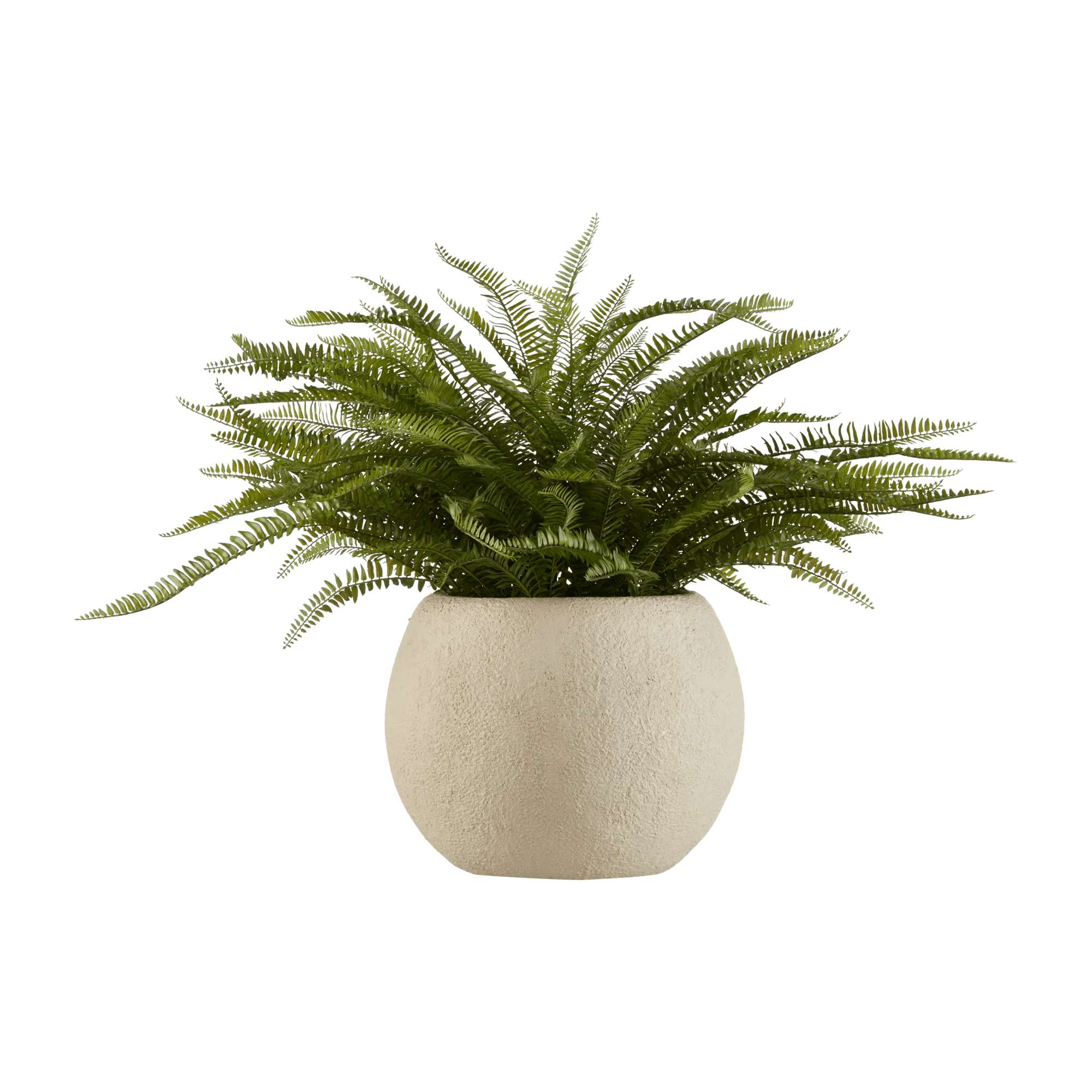 Fougère dans un pot en céramique texturé – Bouclair